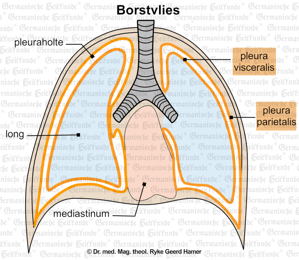 Orgaan binnenste vliezen - Germanische Heilkunde