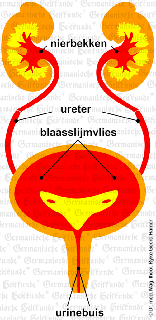 Orgaan urinewegen
